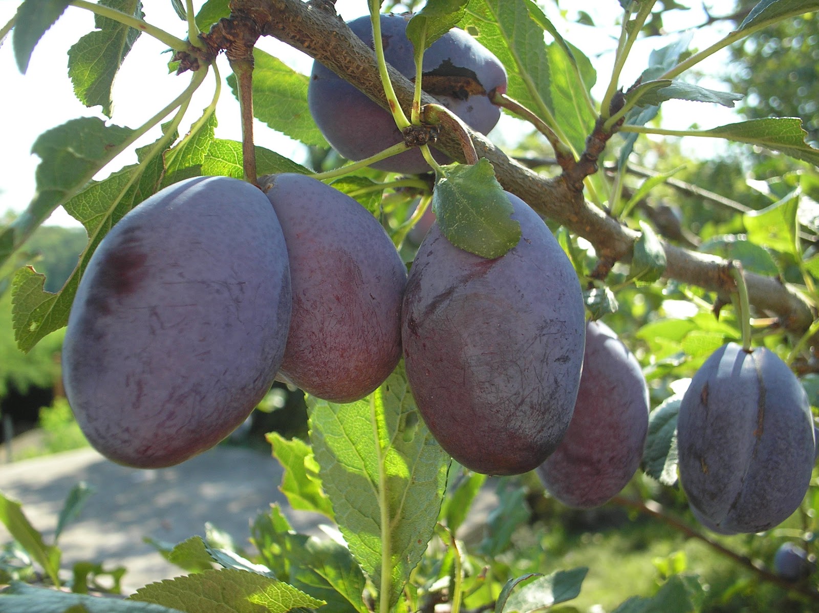 Jedozovni duo: ŠLJIVE