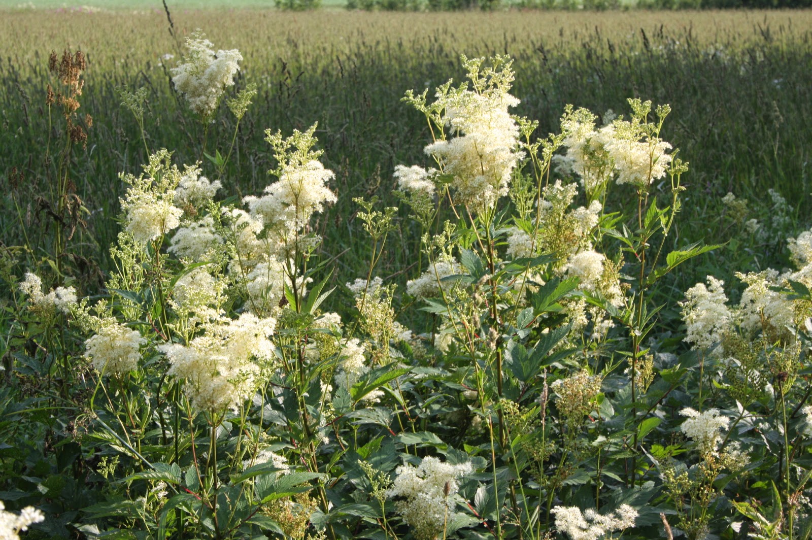 Siniunikon: Mesiangervo ja sikoangervo