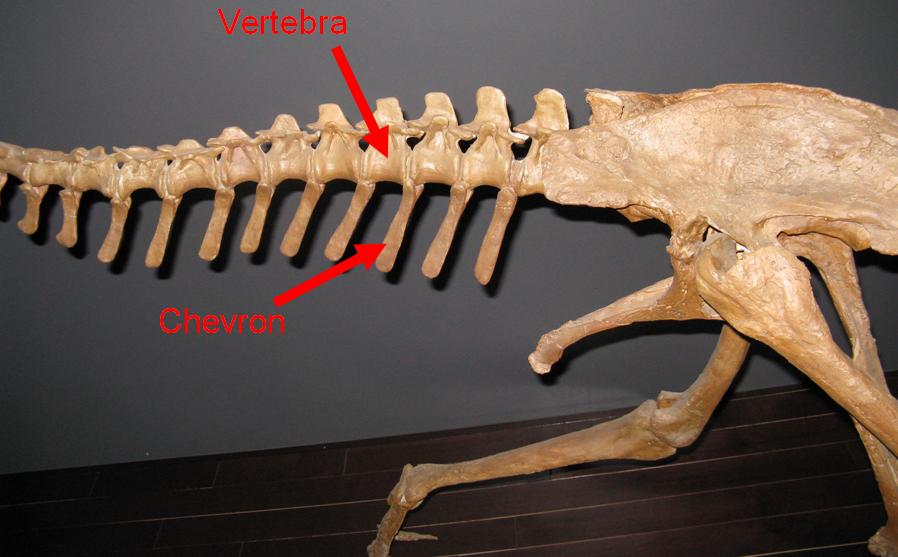 ART Evolved: Life's Time Capsule: Scott Person on recreating Theropods
