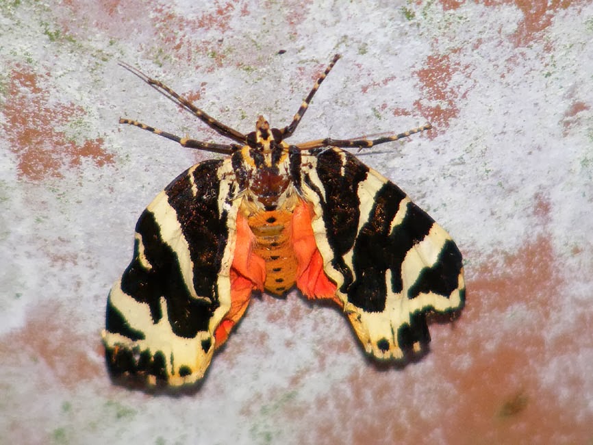 Loire Valley Nature: Tiger Moths - Arctiidae