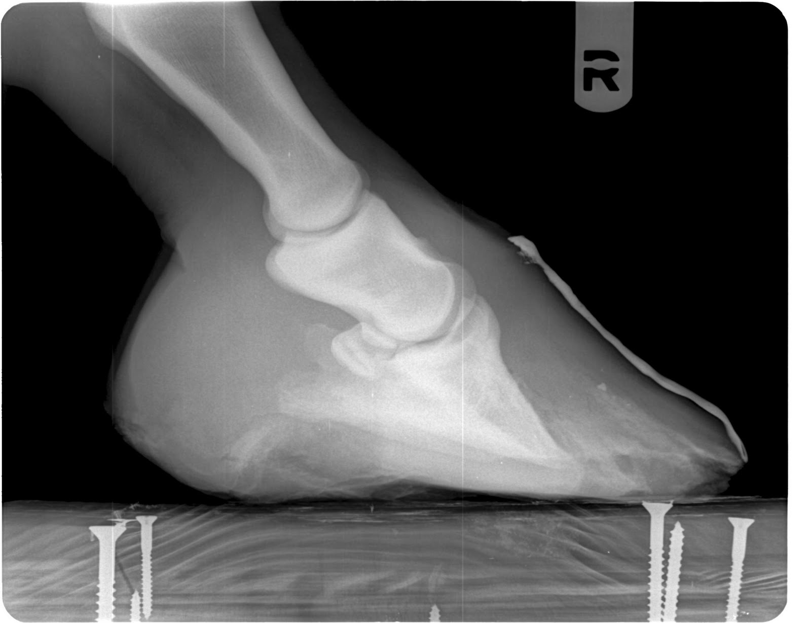 Innovative Equine Podiatry: White line disease case study