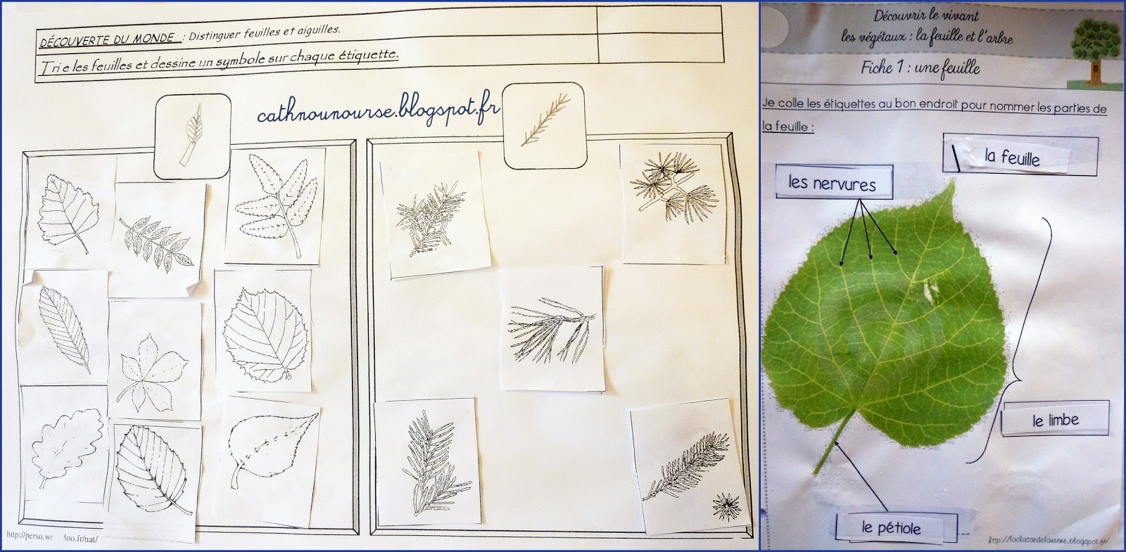 Le blog de Cathnounourse: feuilles et aiguilles