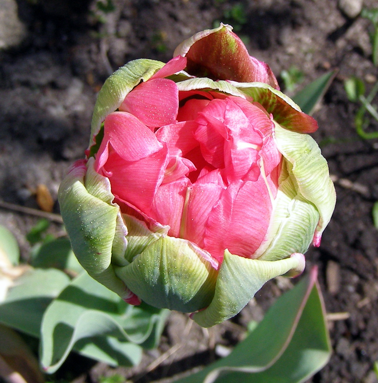 FUTULAND: Mai lõpp, veel nädalake paradiisis.