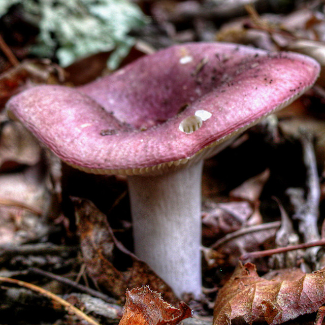 Mushrooms of Fort Valley Virginia