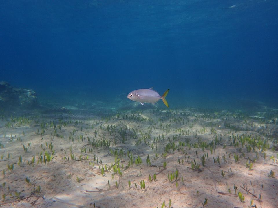 Biodiversity of Cyprus by NGO Protection of the Natural Heritage and ...