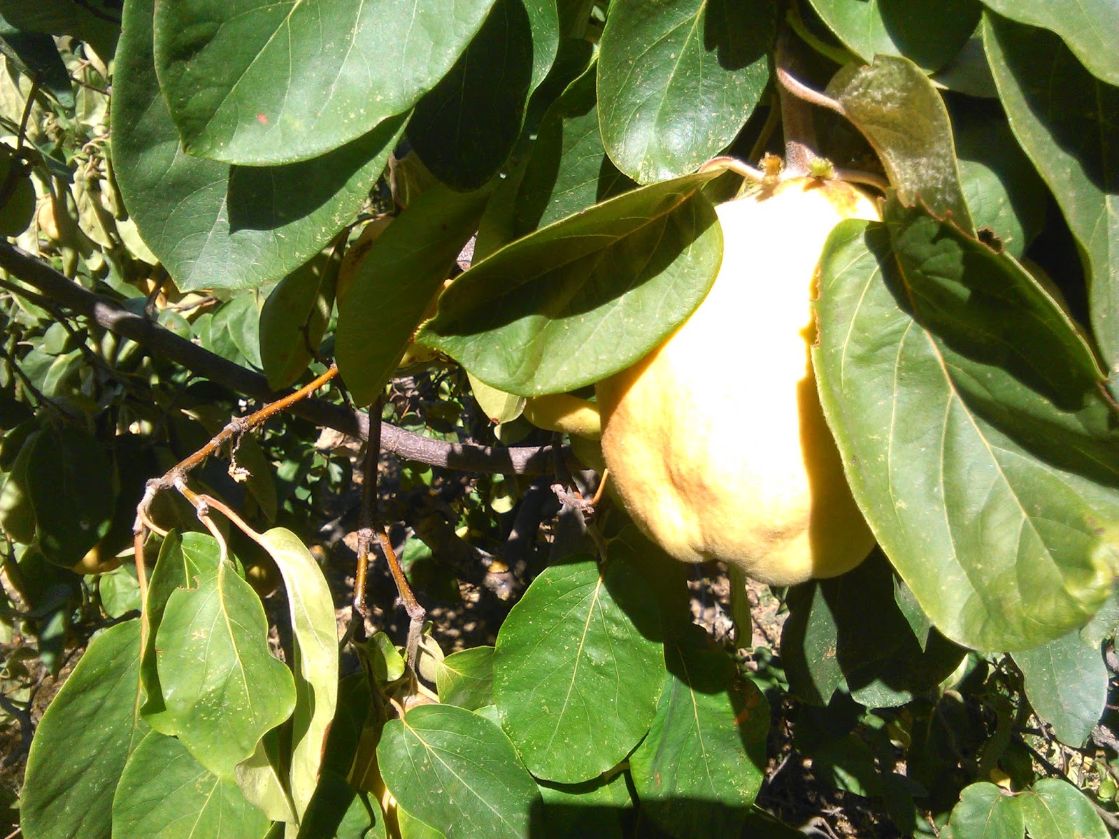 majaillaflor: membrillero