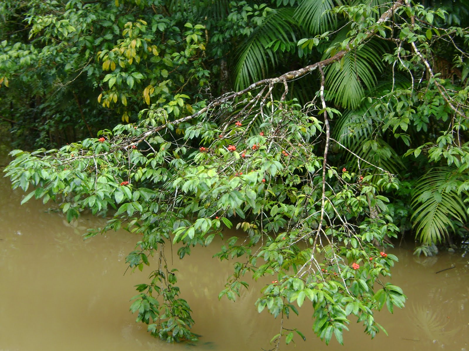 Anani, Ananin, Uanani - Symphonia globulifera L. f. (Clusiaceae)