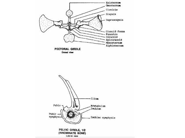 amphibians: Pectoral Girdle and Pelvic Girdle of the frog