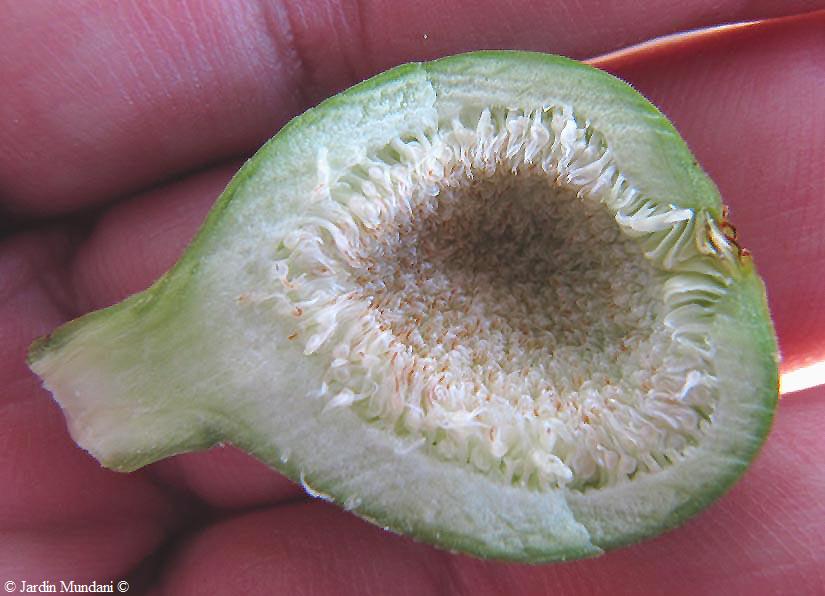 Sangrando en verde: Entre MAMAS y MAMONAS anda el juego