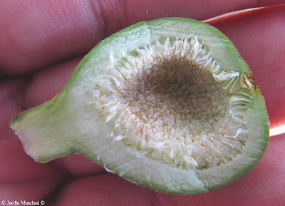 Sangrando en verde: Entre MAMAS y MAMONAS anda el juego