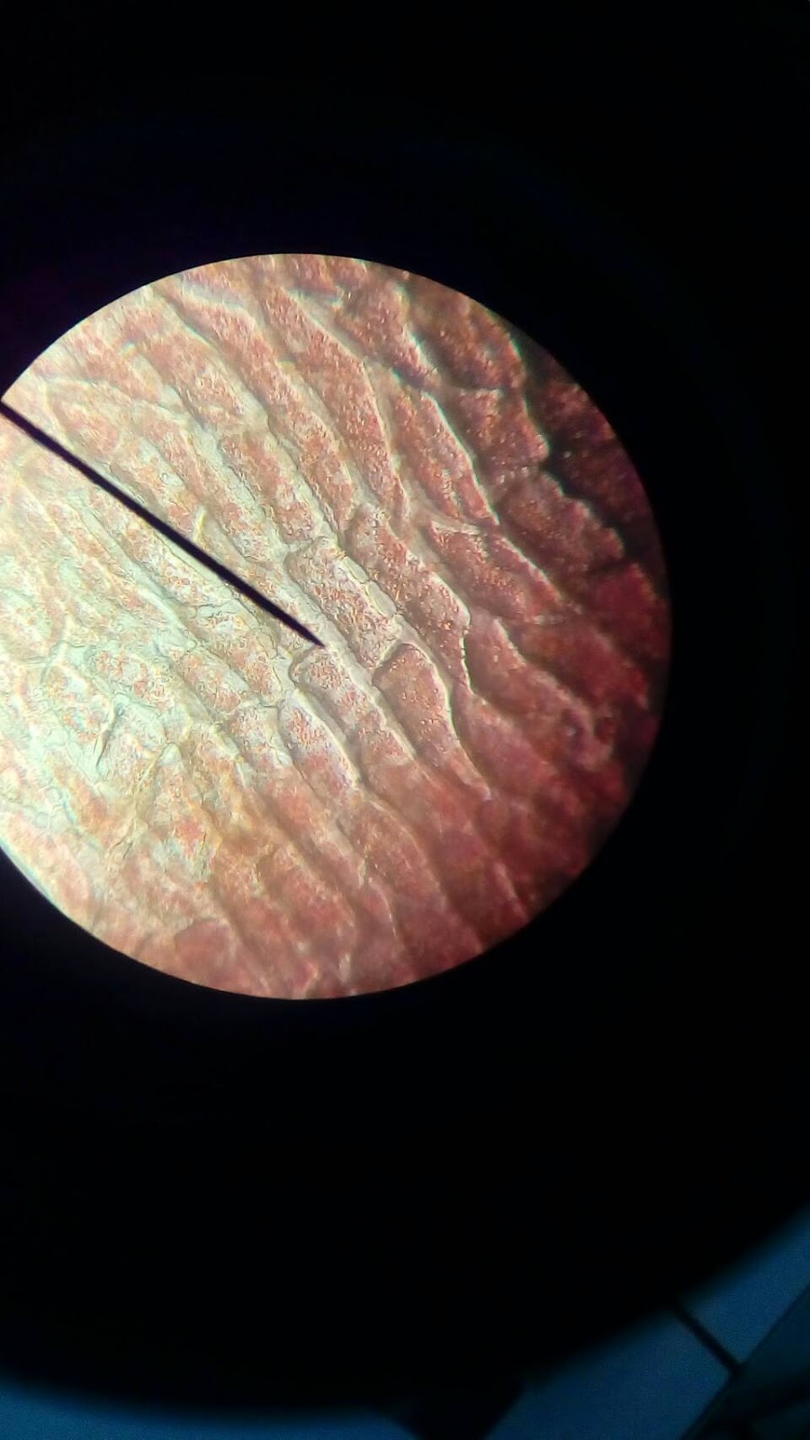 laporan praktikum-harapandesa: laporan praktikum batang bayam merah ...