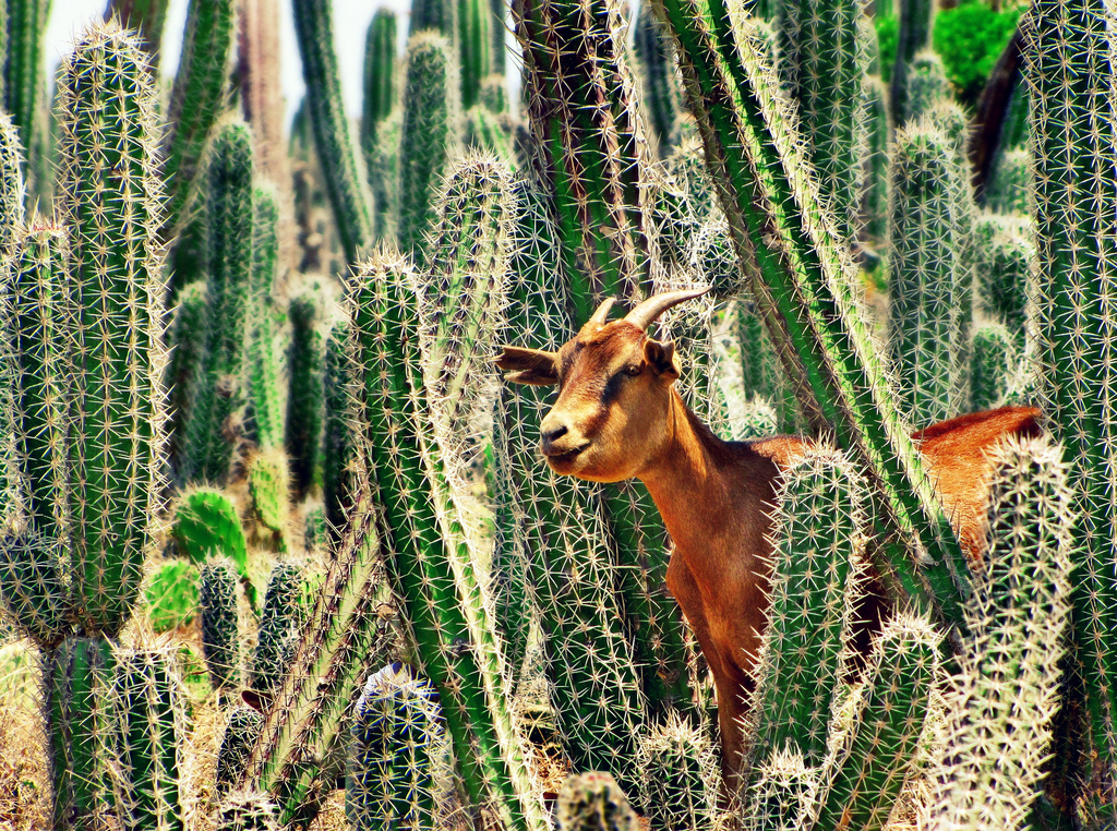 Paraguaná celebra su día este 9-Ago - Cactus24