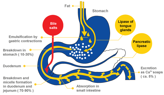 The Health Website : Orlistat (Xenical)