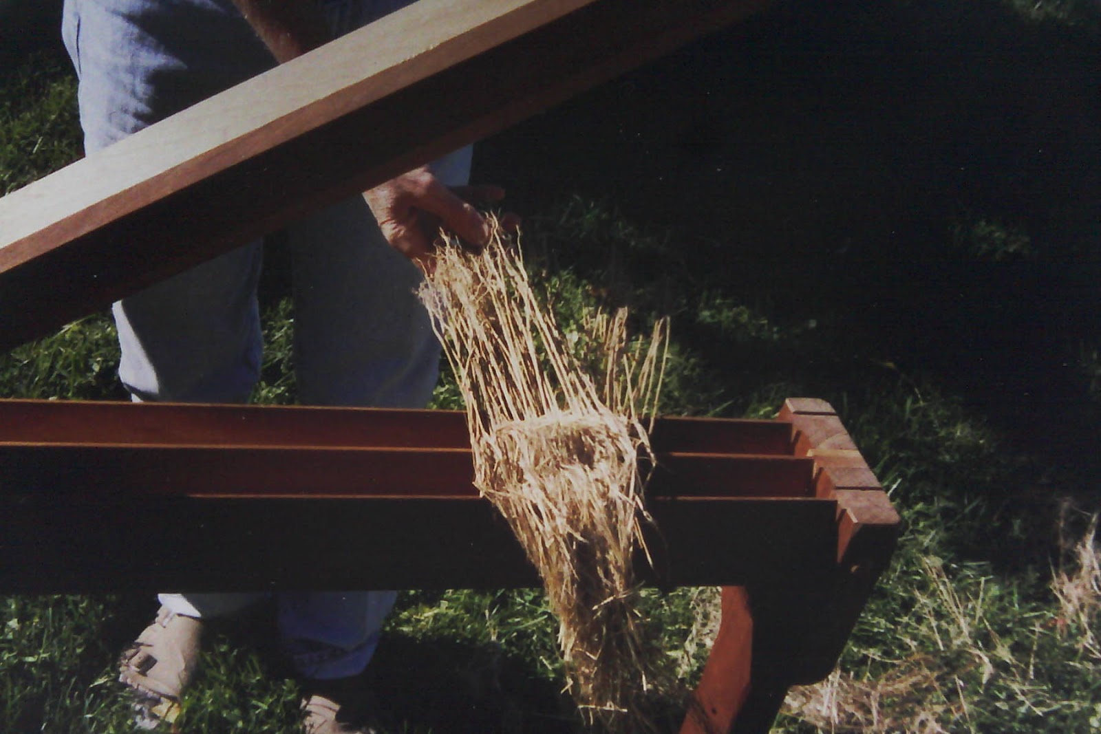 MOSTLY ABOUT FLAX: Growing and Processing Flax (with photos)