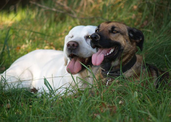 What Does Happy Sundog Mean