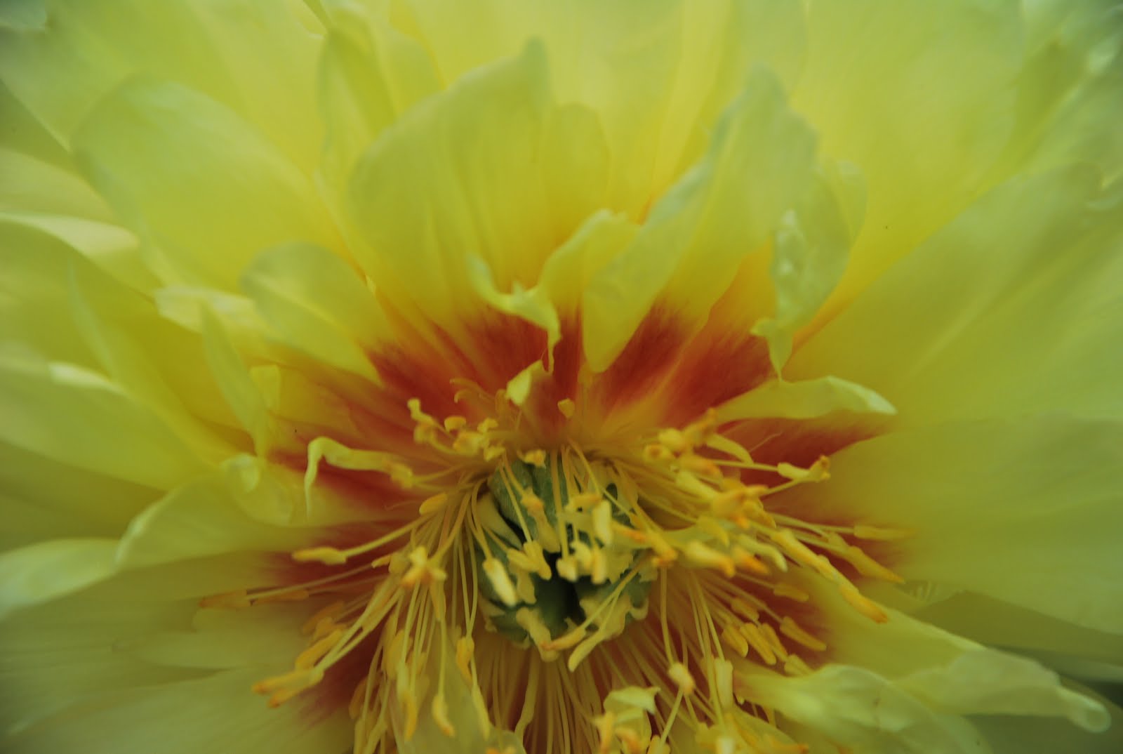 Southern Peony: 2013 Peonies with Flares