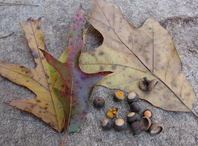 Using Georgia Native Plants: Score! New Acorns for Me