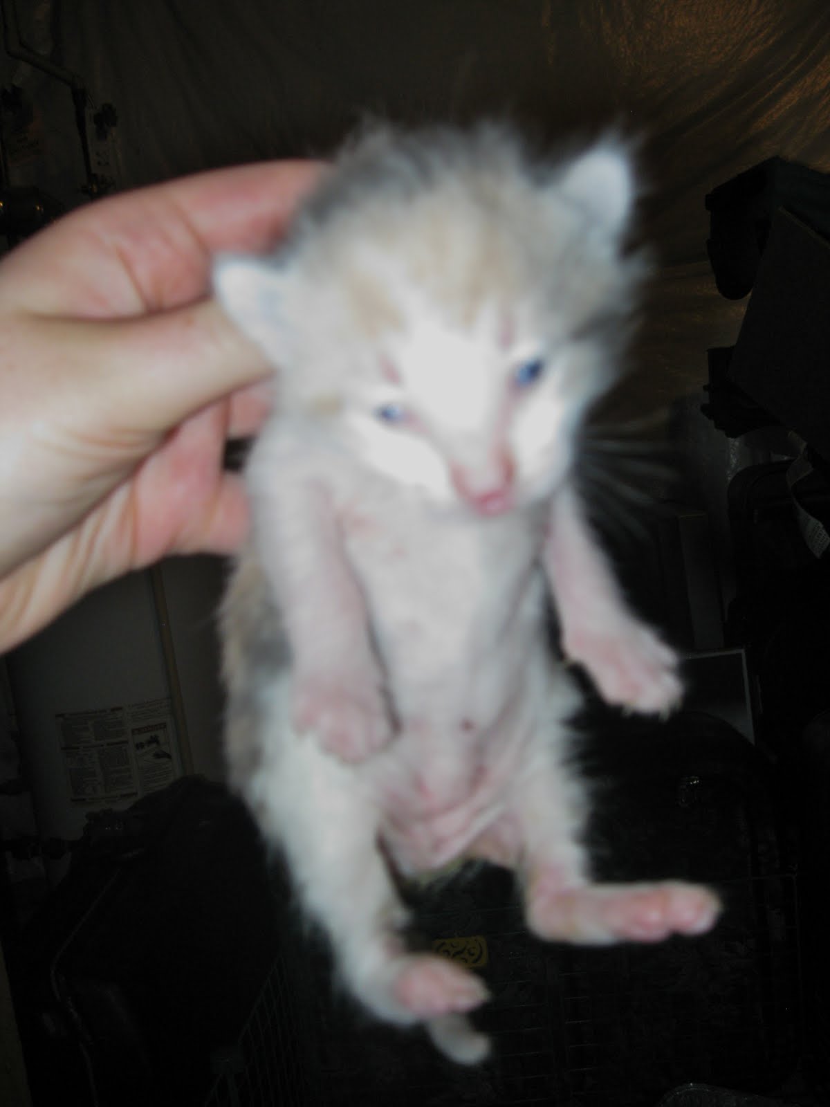 A Cornucopia of Kittens: Welcome Home Kitties!