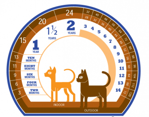 TAHAP PERTUMBUHAN ANAK KUCING | Omah Kucing