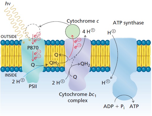 Sandwalk: Scientists confused about photosynthesis - press release ... Sandwalk: Scientists confused about photosynthesis - press release ...