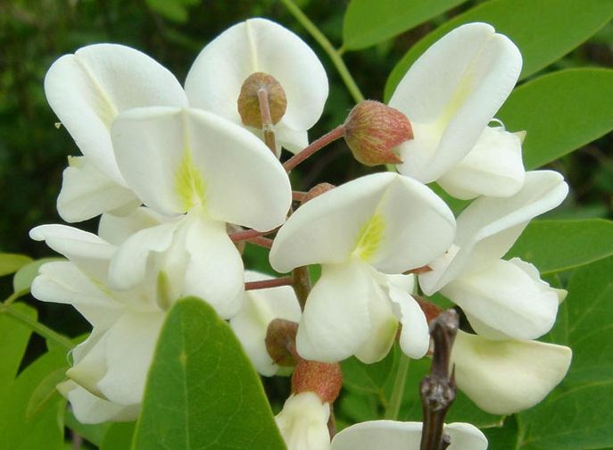 AY'dan İzlenimler: Akasyalar Açarken - Impressions from The MOON