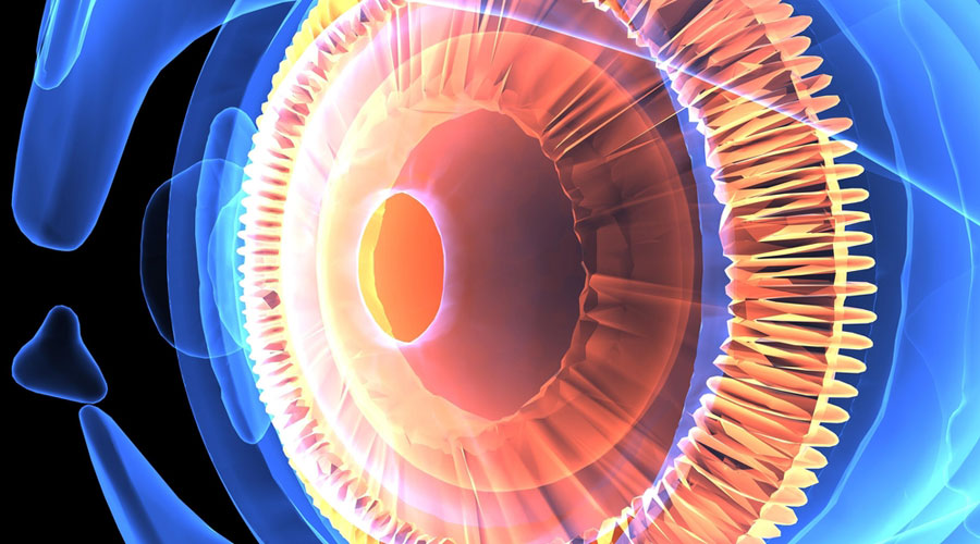 FISIOLOGÍA DE LA RETINA: Introducción