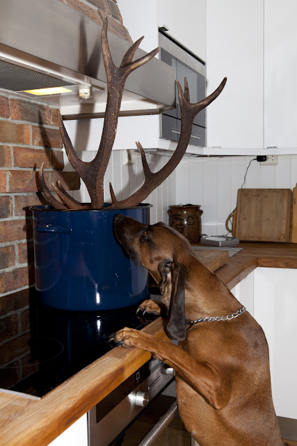 Viltsporhund, jakt og ettersøk: Hjortegryte...