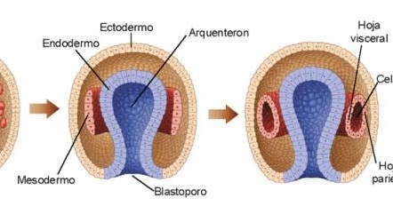 matembriologia: Ectodermo, Mesodermo y Endodermo
