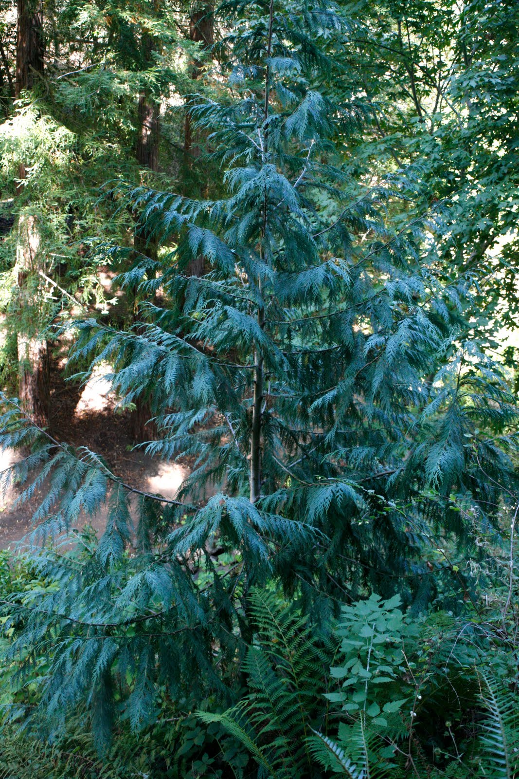 Tree Identification: Chamaecyparis lawsoniana - Port Orford Cedar