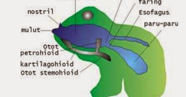 Respirasi pada Katak | Pustaka Pandani