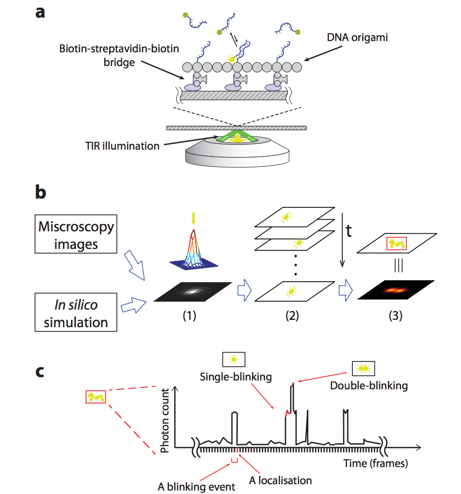 Super optical microscope and DNA-PAINT used to distinguish features 5 ...