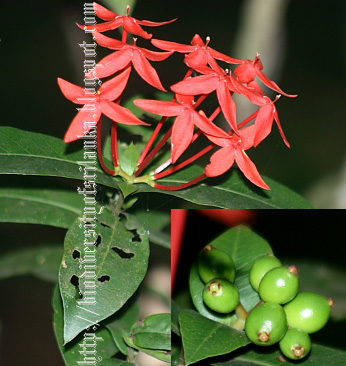 Biodiversity of Sri Lanka: රතඹලා/රත් මල්[Ratambala/Rath Mal]/Jungle ...