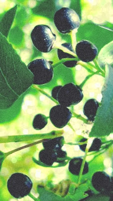 Maqui - A rebellious little berry that tames inflammation, prevents ...