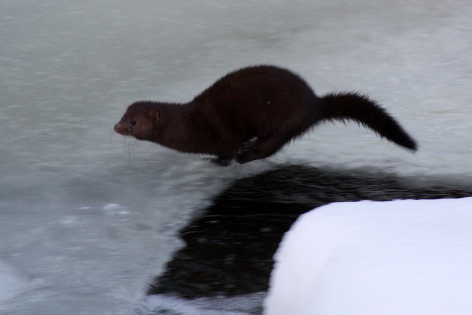 Wild Birding Colorado: A 2012 Larimer County Big Year: Estes Park 2/5