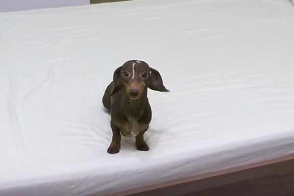 Pentru Suflet: Acest pui de teckel nu are voie in pat, dar iată ce a ...