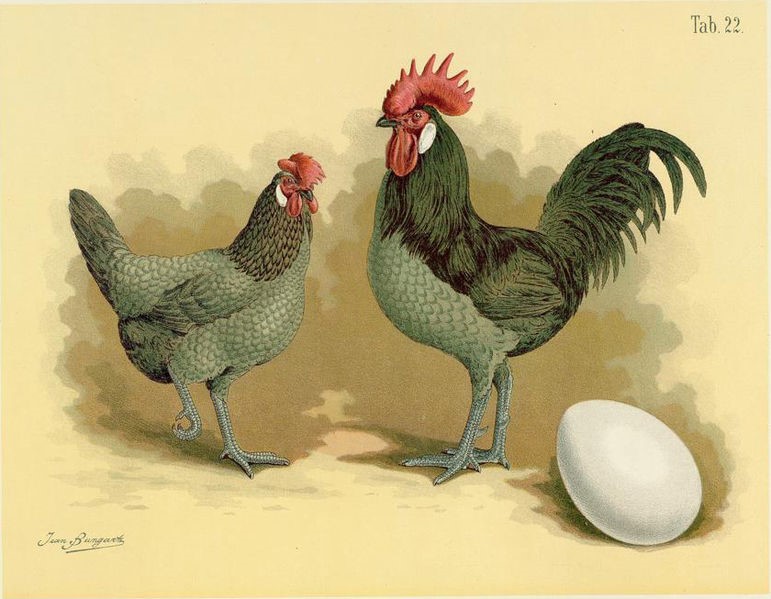The History Hag: Our Feathered Friends: Chicken Breeds 1800-1900