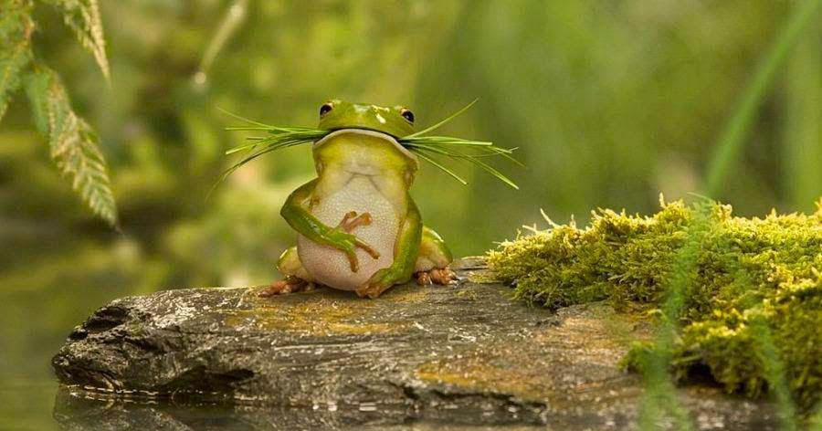 Viewed From Another Angle: A Bog In Whose Midst Sits A Frog On A Log