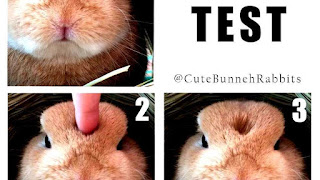 Rabbit test