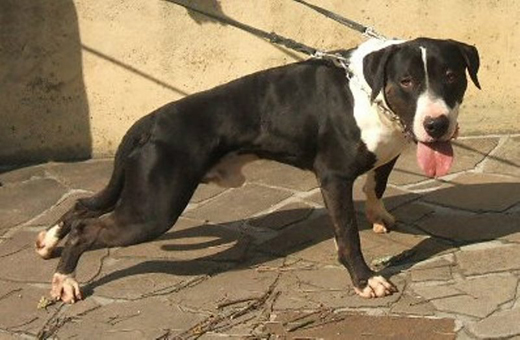 Blog Interessante: Dogue brasileiro - Brazilian dogo - Brazilian dogge