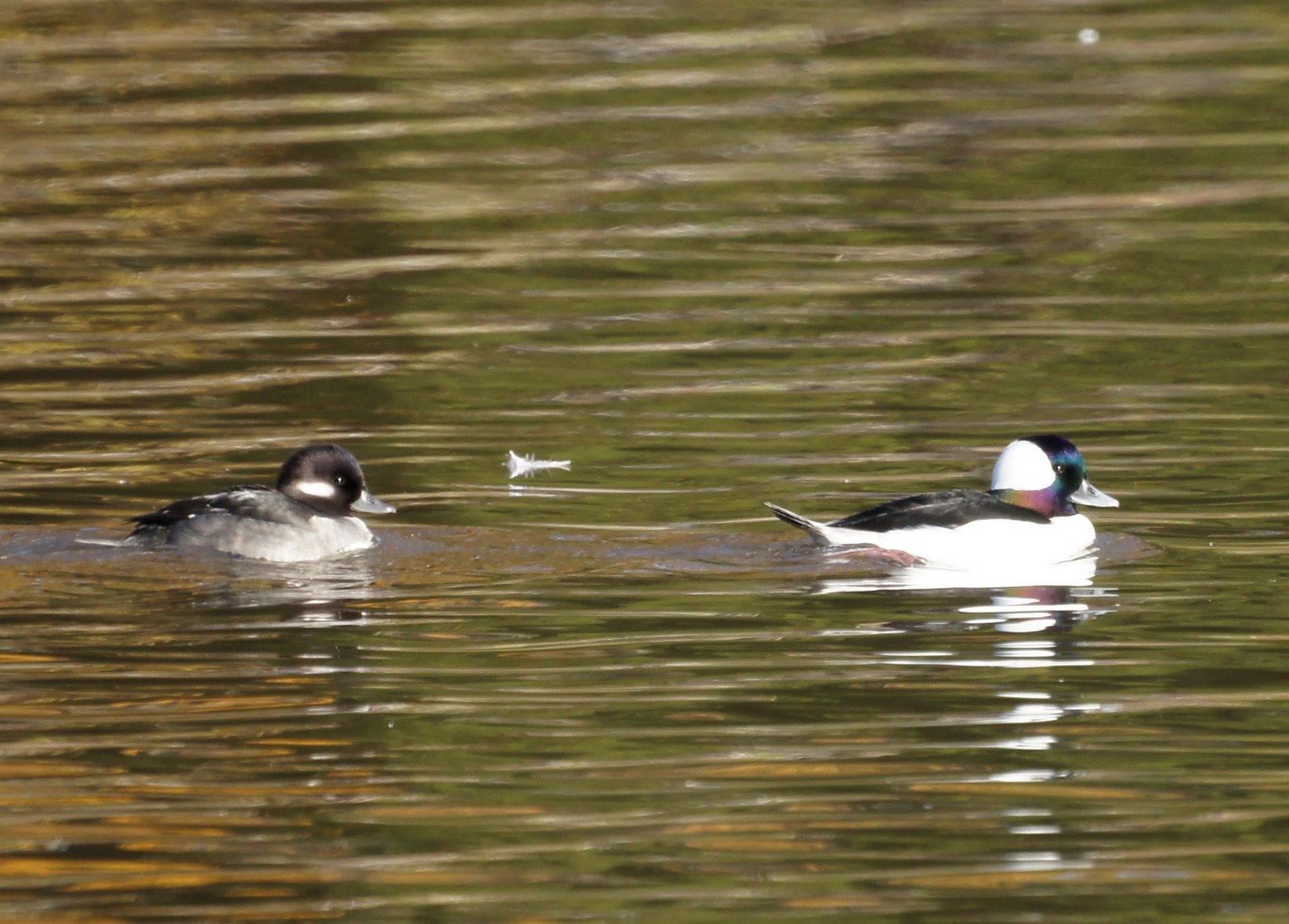 Fall Ducks- New Jersey Bird Photos