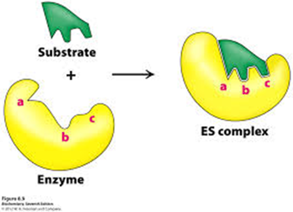 Fan of biology: Enzymes