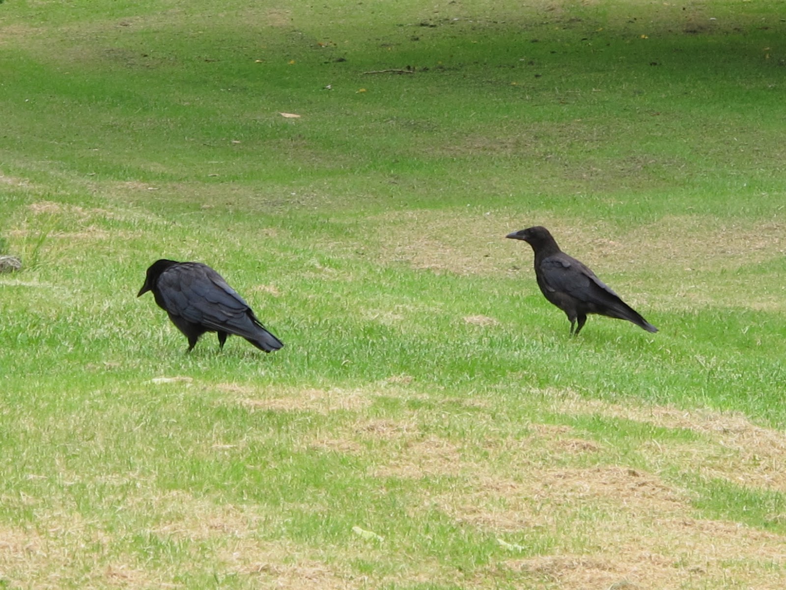 The Rattling Crow: Watch and learn