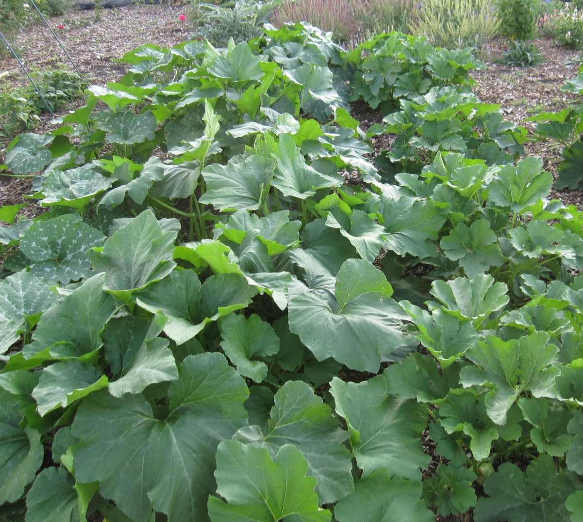 Arrowhead Alpines Blog: Squash!