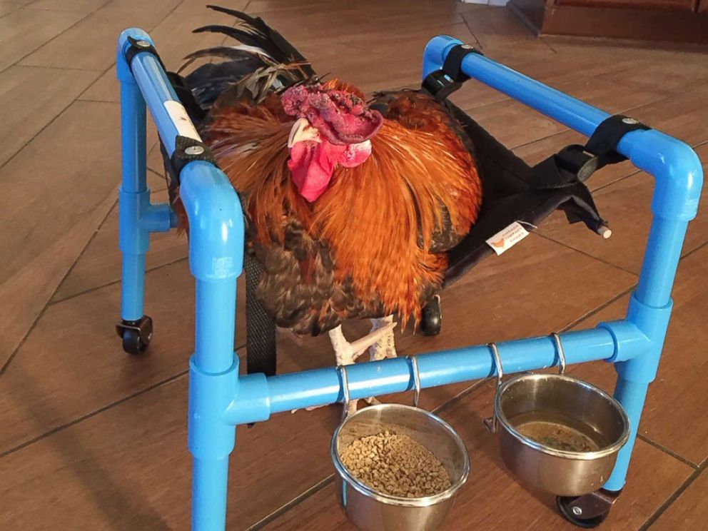 Photos: Rescue chicken learns to walk again with therapy wheelchair ...