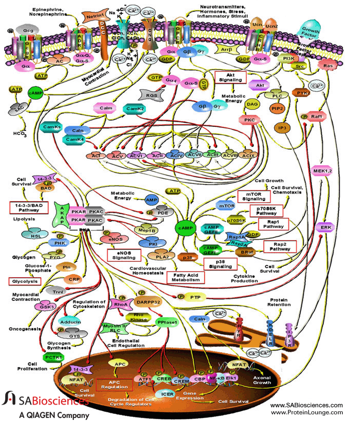 The Arts, Sciences and Medicine: CURING CANCER
