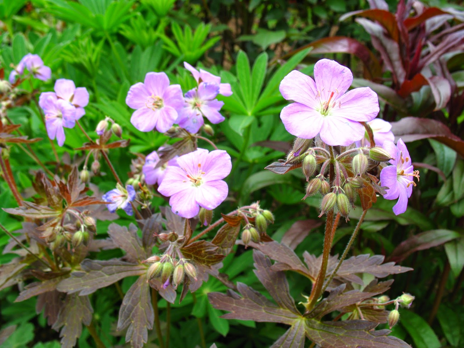 Roses du jardin Chêneland: Géranium maculatum "Beth Chatto"