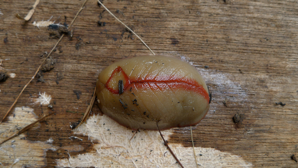 Real Monstrosities: Red Triangle Slug