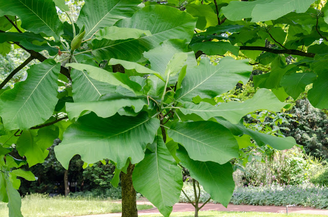 Baum des Tages: Magnolia macrophylla - Großblättrige Magnolie
