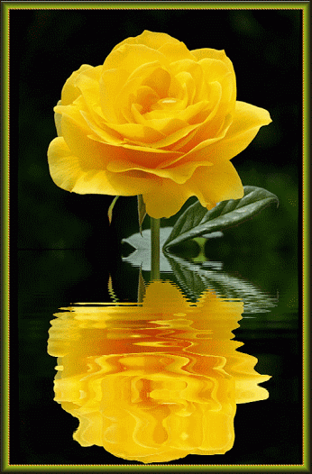 Paling Keren 13+ Gambar Bunga Anggrek Gif - Gambar Bunga Indah