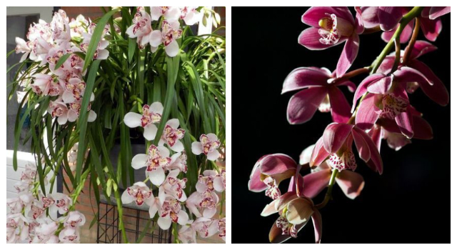 Ορχιδέα Cymbidium. Η πανέμορφη και ανθεκτική Ορχιδέα εξωτερικού χώρου ...